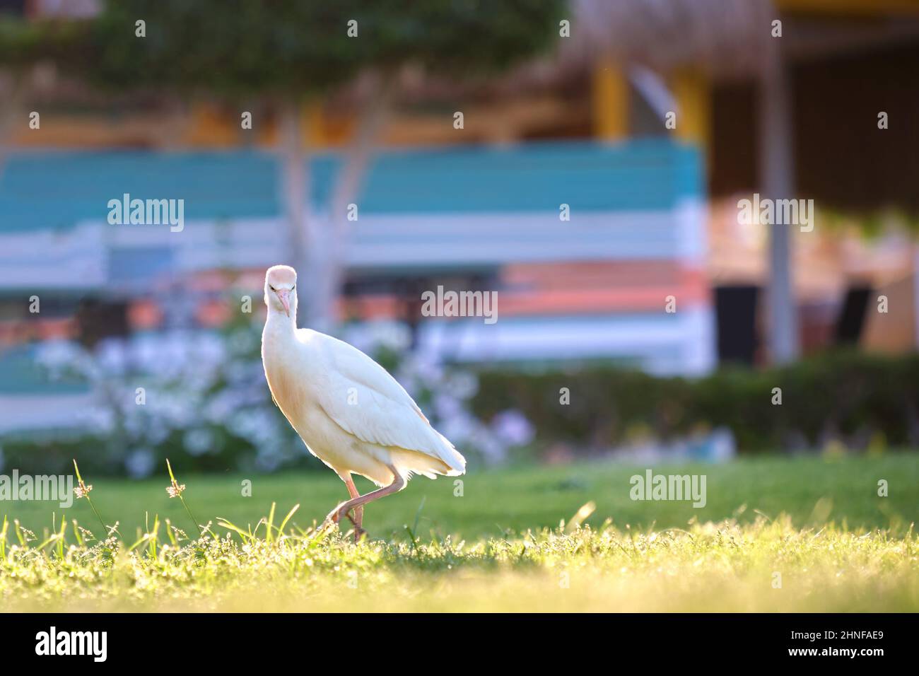 White cattle egret wild bird, also known as Bubulcus ibis, walking on ...