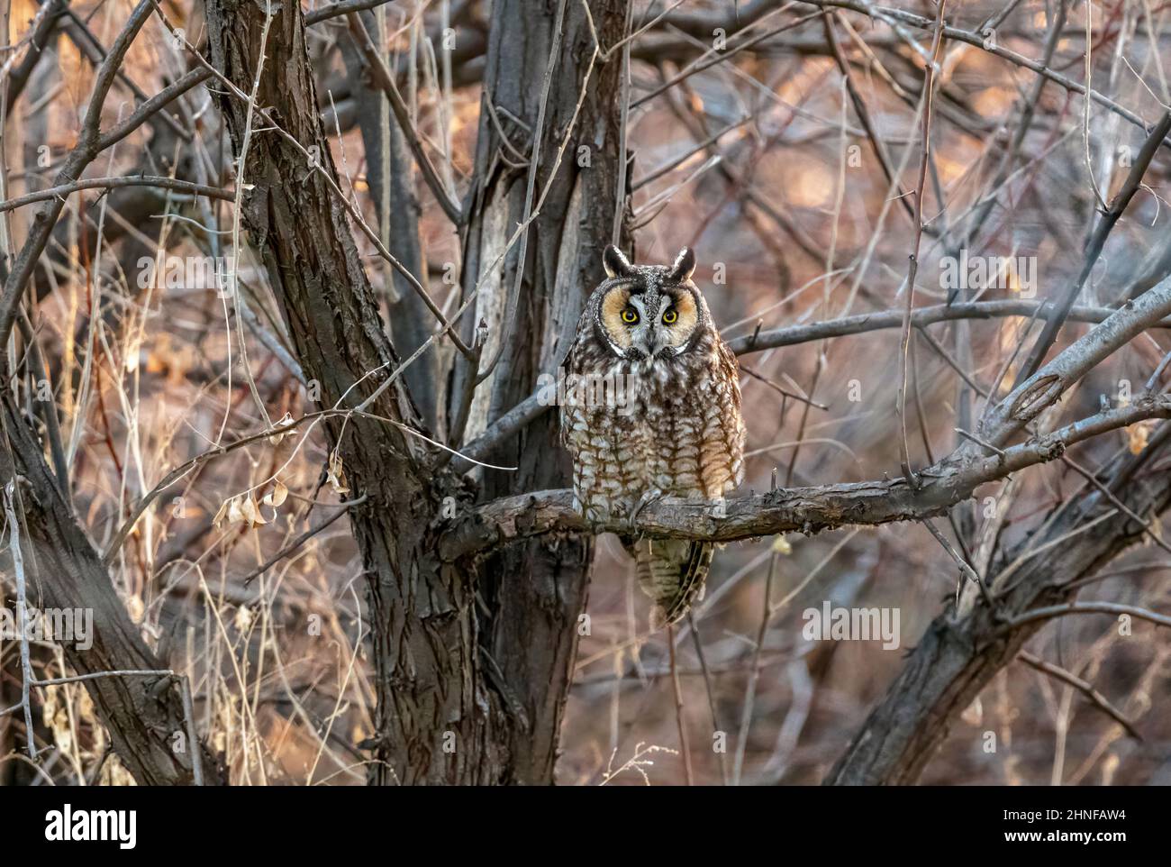 A Long-eared Owl perched on a branch in a Woodland setting at dusk ...