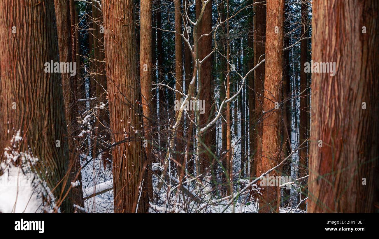 View of the covered with frost trees snow. Magical winter forest ...