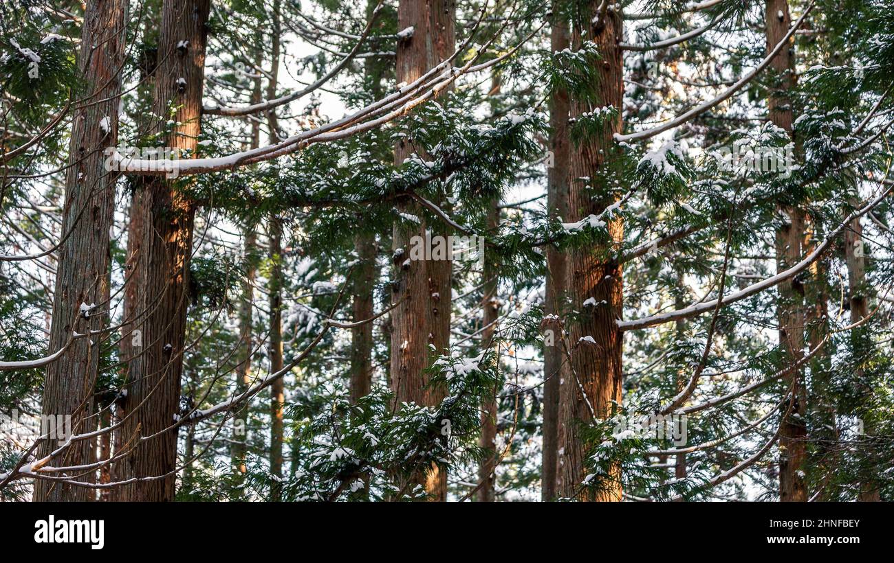 View of the covered with frost trees snow. Magical winter forest ...