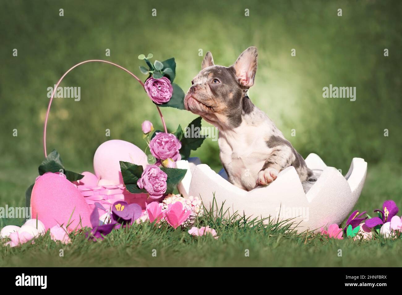 Merle French Bulldog dog puppy sitting in egg shell next to Easter ...