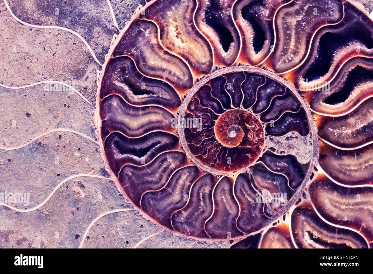 Curled ammonite hi-res stock photography and images - Alamy