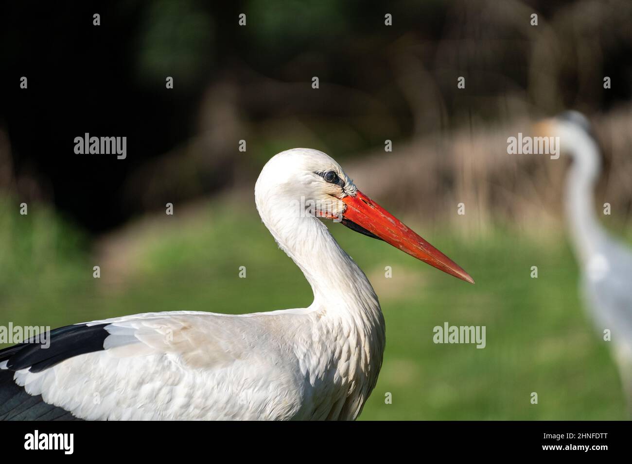 Side view of a white stork Stock Photo - Alamy