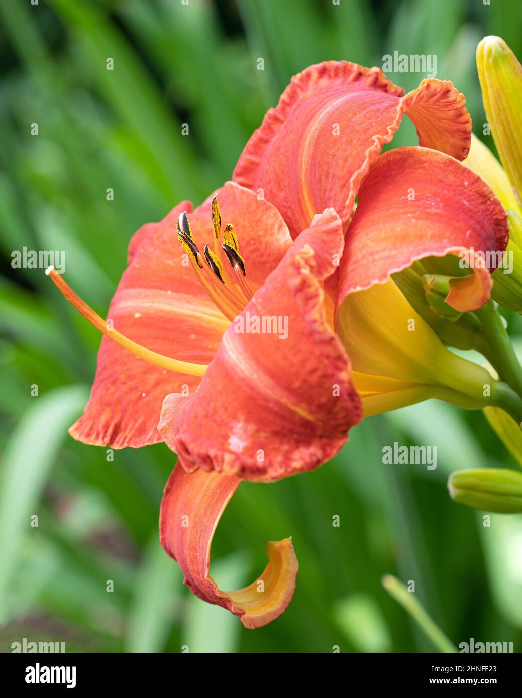 Closeup of the Day lily (Hemerocallis) flower head in a garden Stock ...
