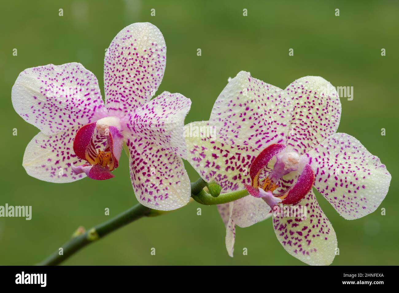 Close up of Florida sun orchids covered in water droplets Stock Photo ...