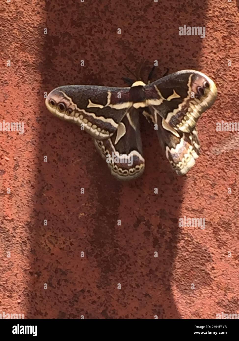 Large cecropia moth resting hi-res stock photography and images - Alamy