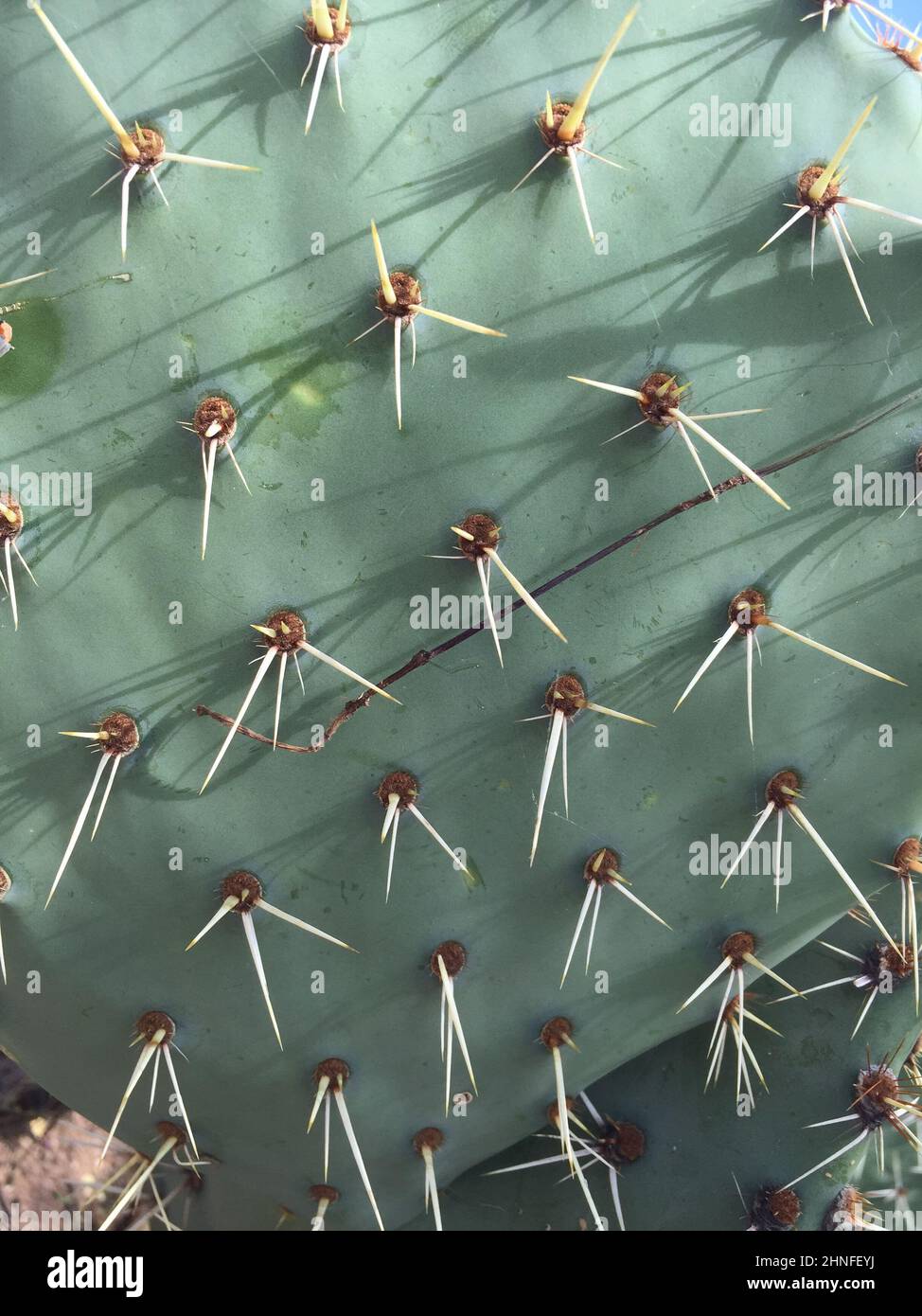 detail of the spines of a cactus Stock Photo - Alamy