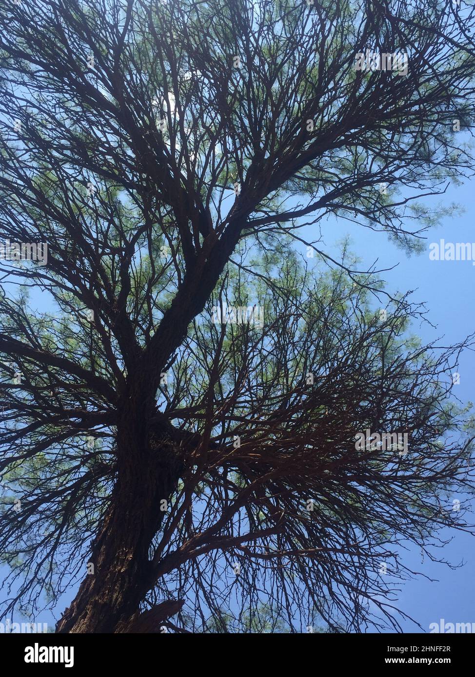 Tangled growth hi-res stock photography and images - Alamy