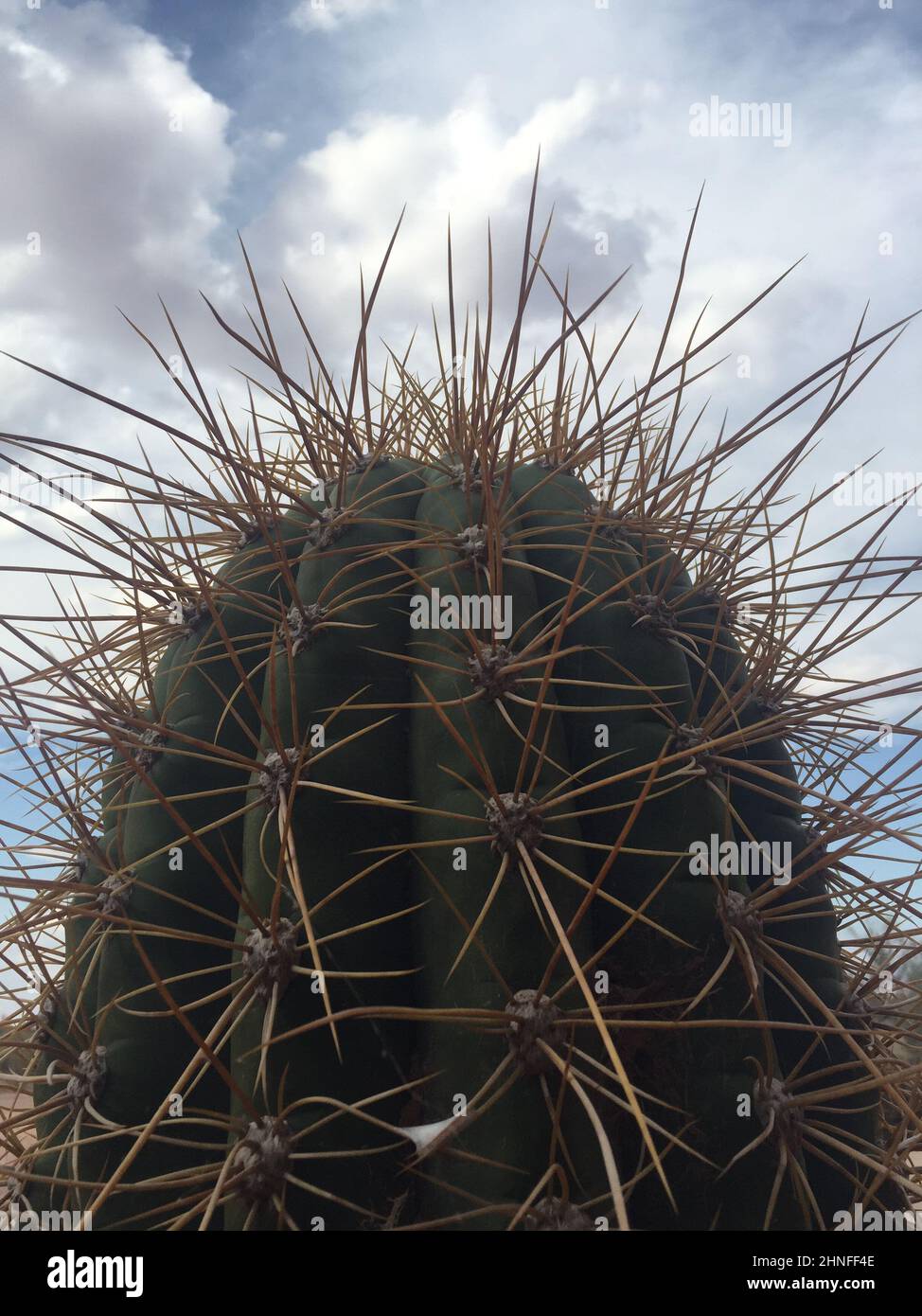 detail of the spines of a cactus Stock Photo - Alamy