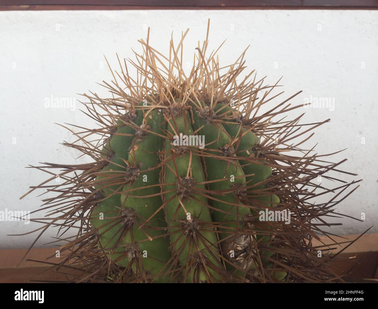 detail of the spines of a cactus Stock Photo - Alamy