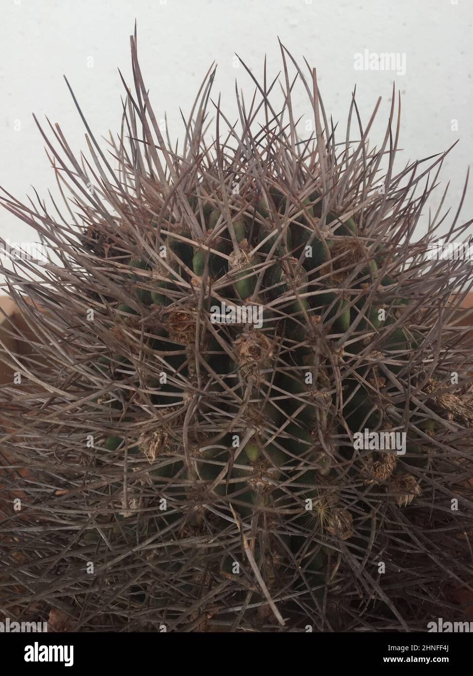 detail of the spines of a cactus Stock Photo - Alamy
