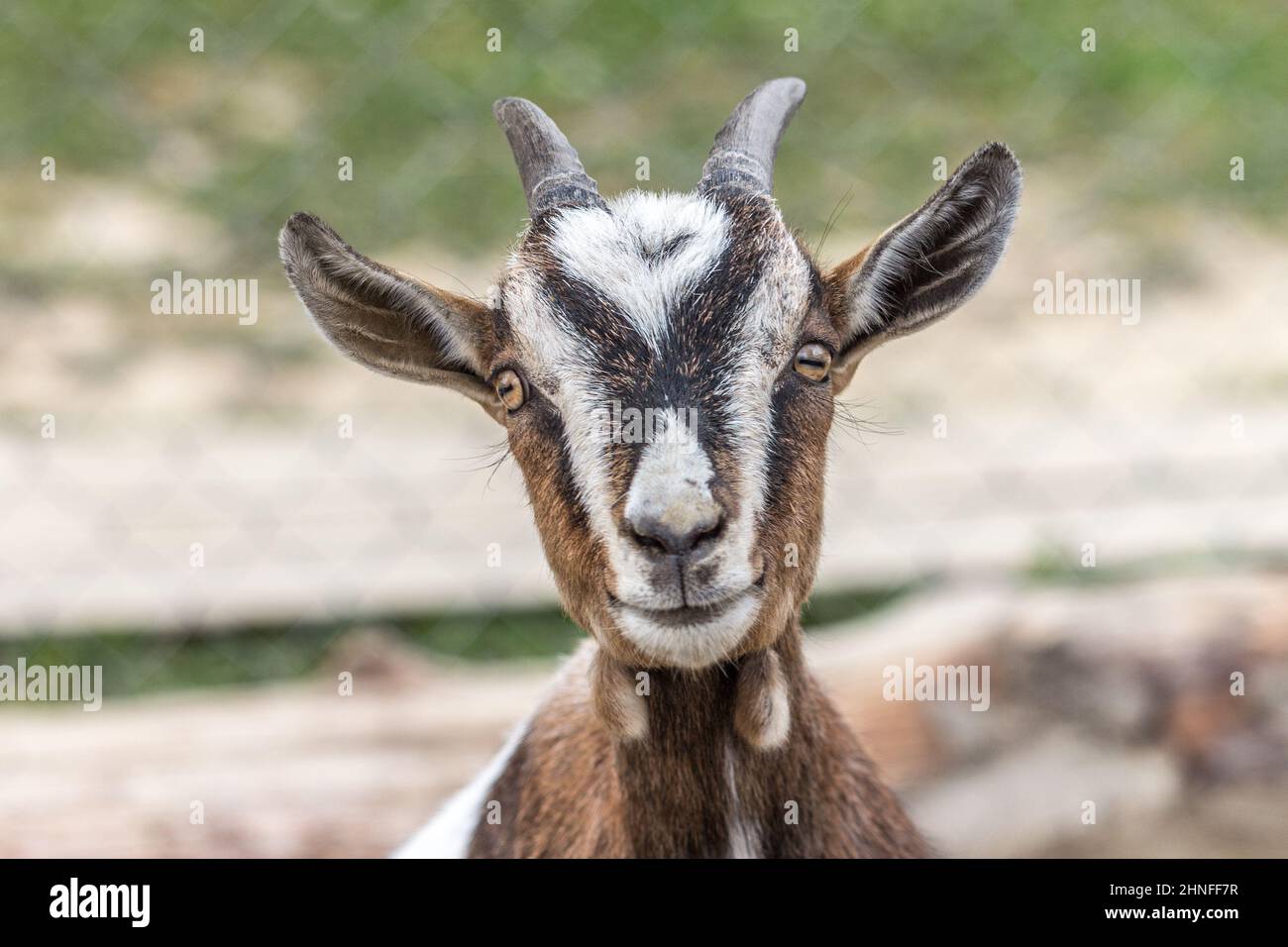Portrait of goat in detail with a view into the camera Stock Photo - Alamy
