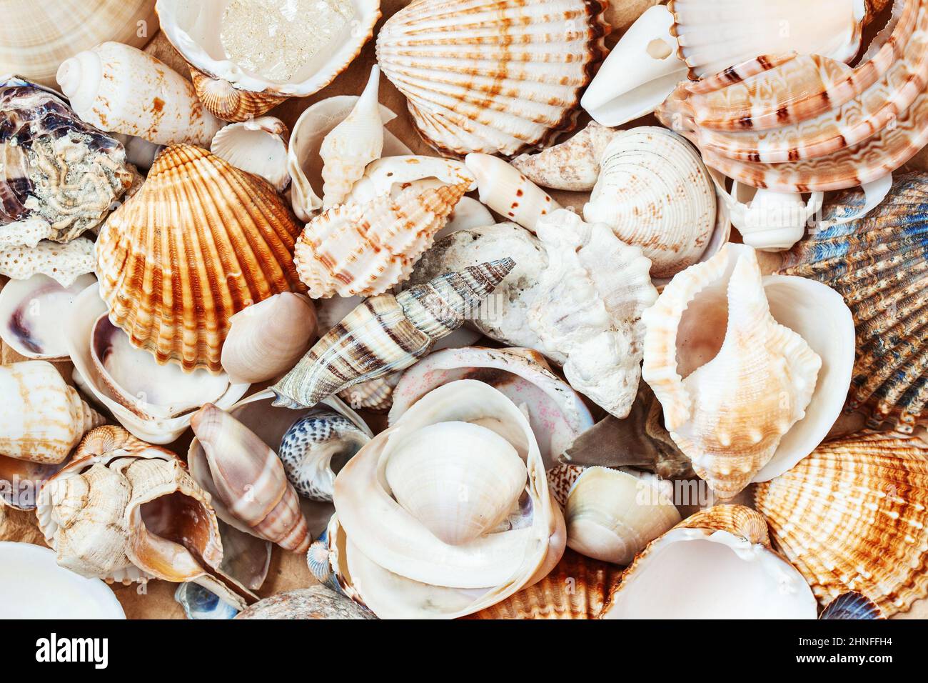 Colorful tropical seashells. Top view. Summer natural background Stock ...
