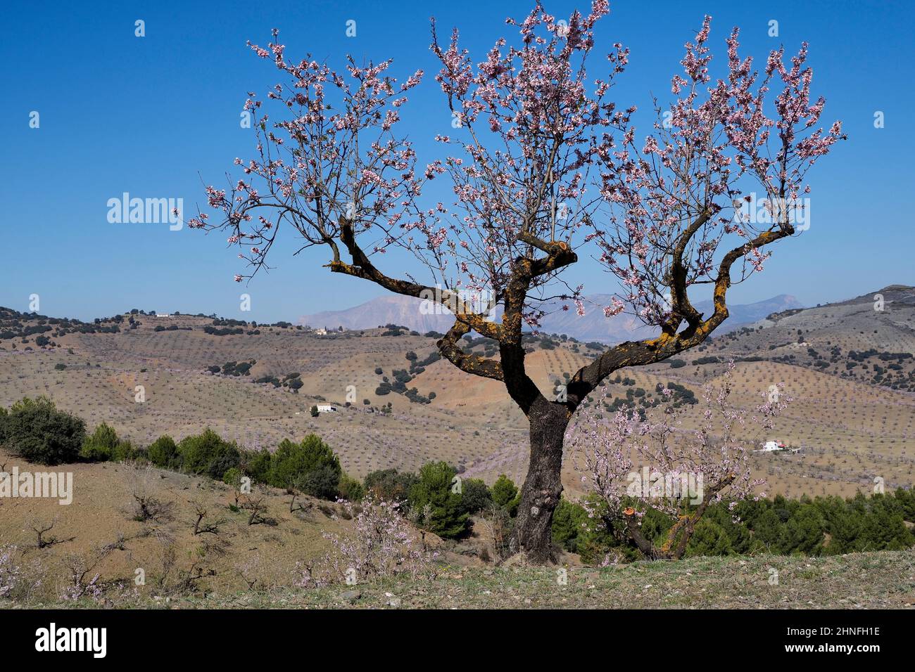 Single almond tree in blossom, In the valley of Velez-Rubio, Almond ...