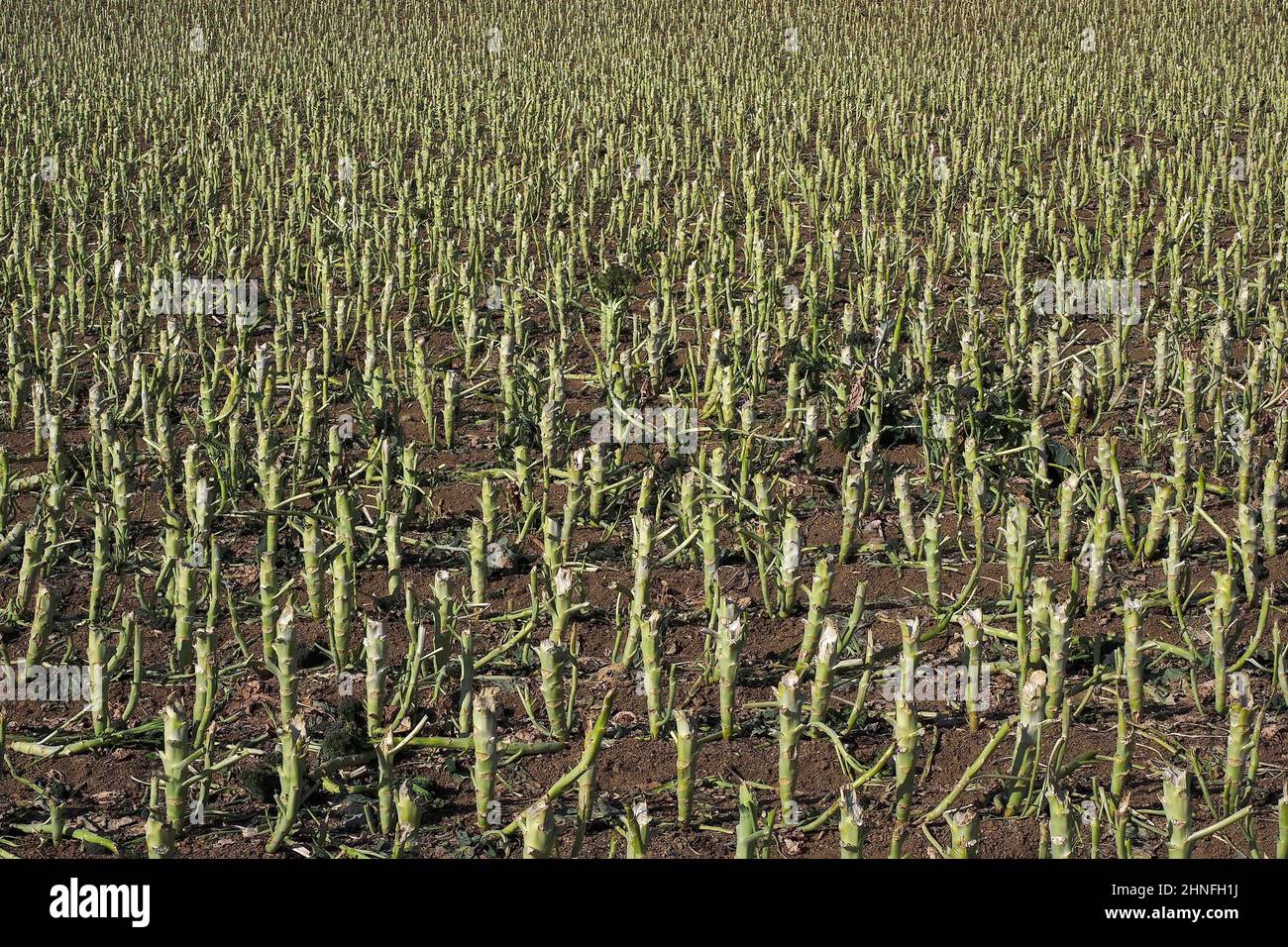 Close-up of bare stems on harvested cabbage field, bare stems of ...
