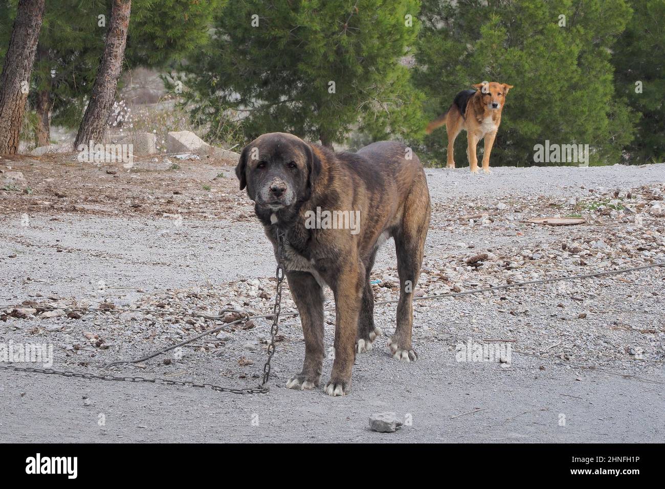 Guard dogs hi-res stock photography and images - Alamy