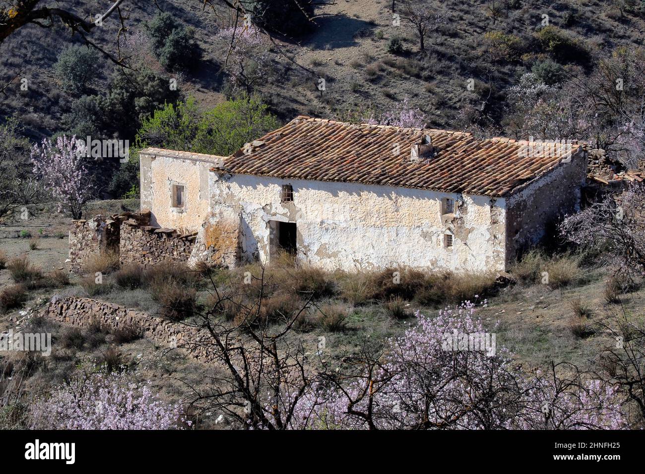 Several flowering almond trees surround abandoned country house, almond ...