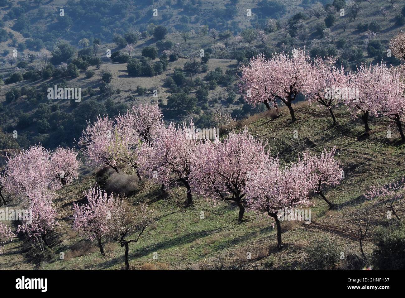 Several almond trees in blossom on mountain slope, flowering almond ...