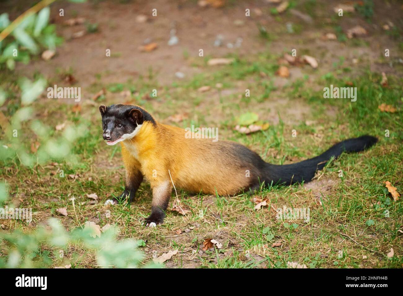 Yellow-throated marten (Martes flavigula), captive, Germany Stock Photo ...