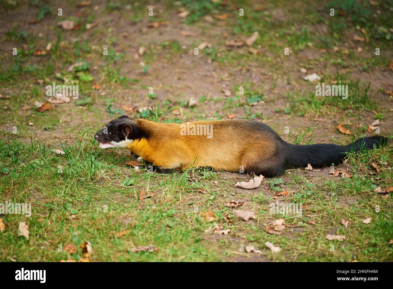 Yellow-throated marten (Martes flavigula), captive, Germany Stock Photo ...