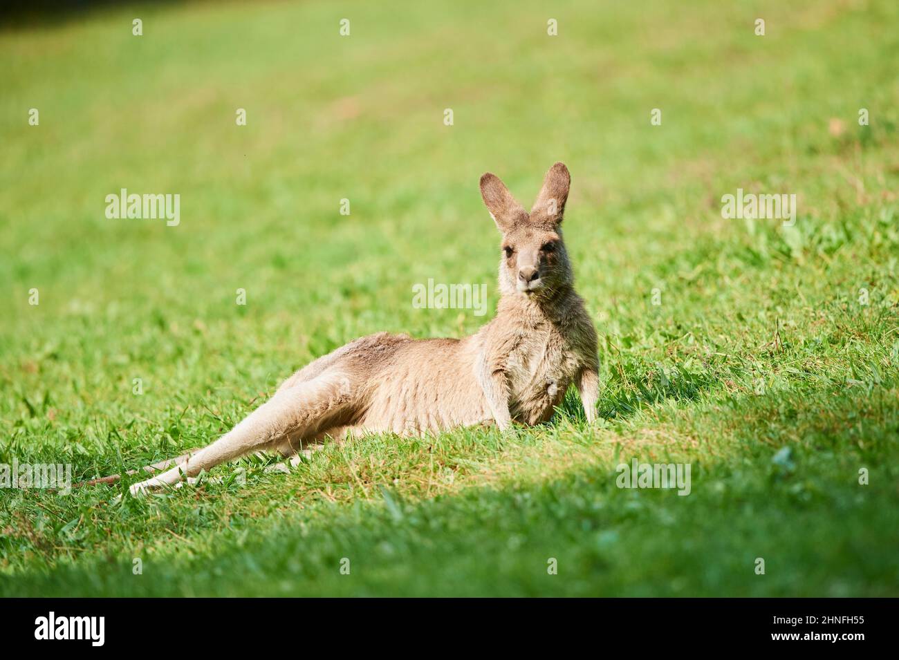 Eastern grey kangaroo (Macropus giganteus), captive, Germany Stock ...