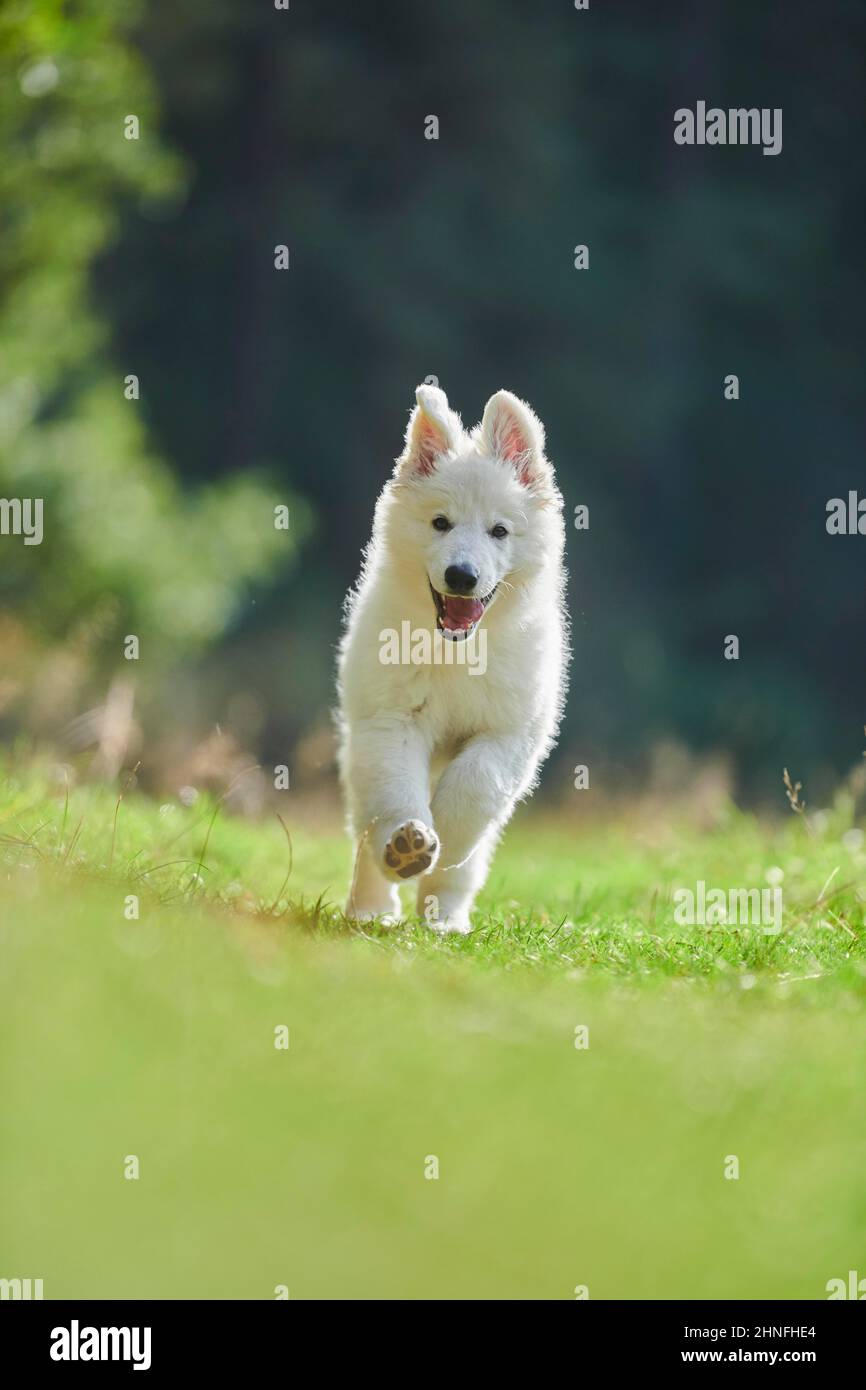 White Swiss Shepherd Dog (Berger Blanc Suisse) puppy, Bavaria, Germany ...