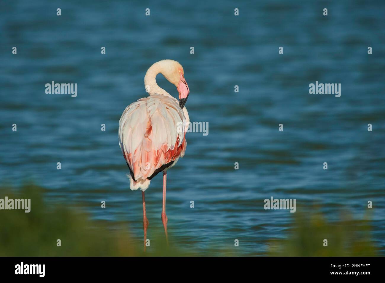 Greater Flamingo (Phoenicopterus roseus), standing in the water, Parc ...