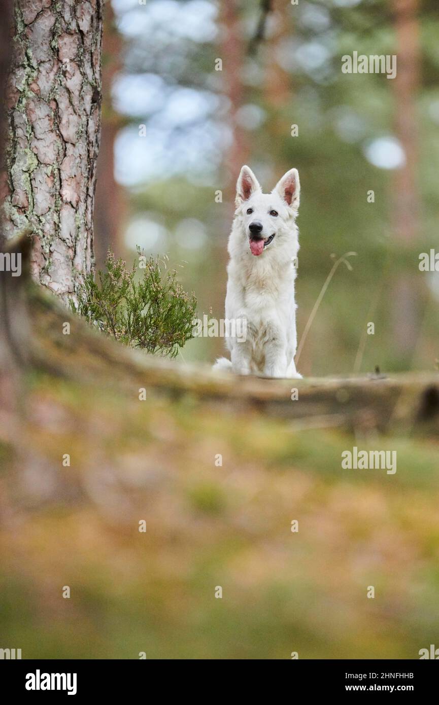 White Swiss Shepherd Dog (Berger Blanc Suisse), Bavaria, Germany Stock ...