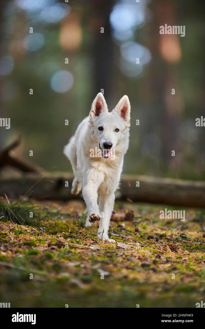 White Swiss Shepherd Dog (Berger Blanc Suisse), Bavaria, Germany Stock ...