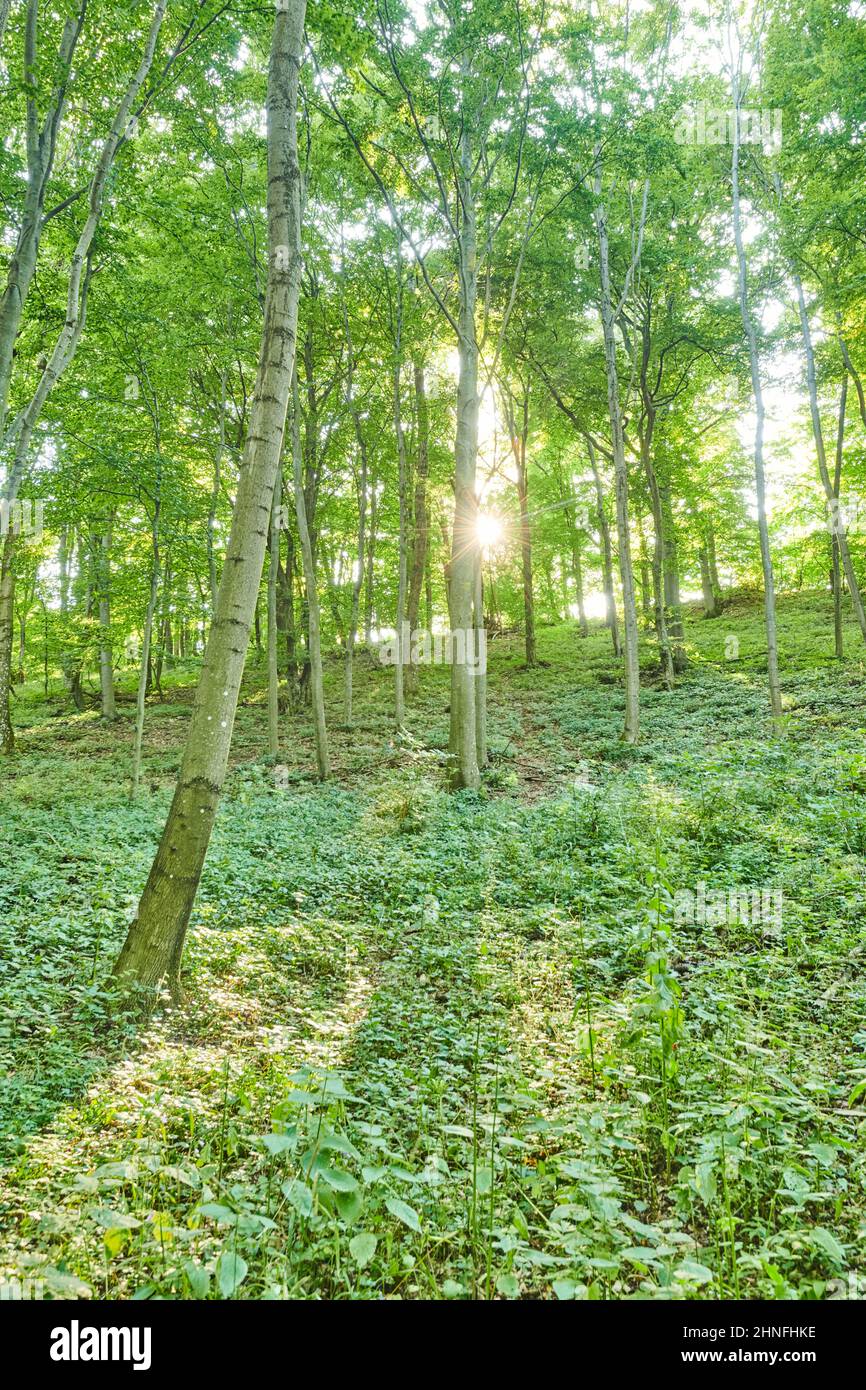 Forest with deciduous trees in summer, Slovakia Stock Photo - Alamy