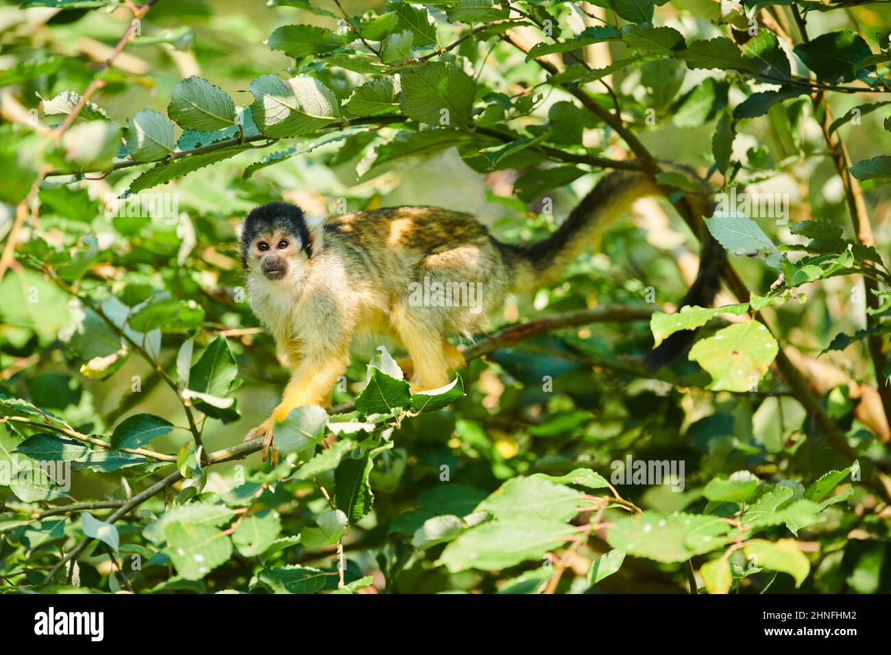 Common squirrel monkey (Saimiri sciureus), captive, Germany Stock Photo ...
