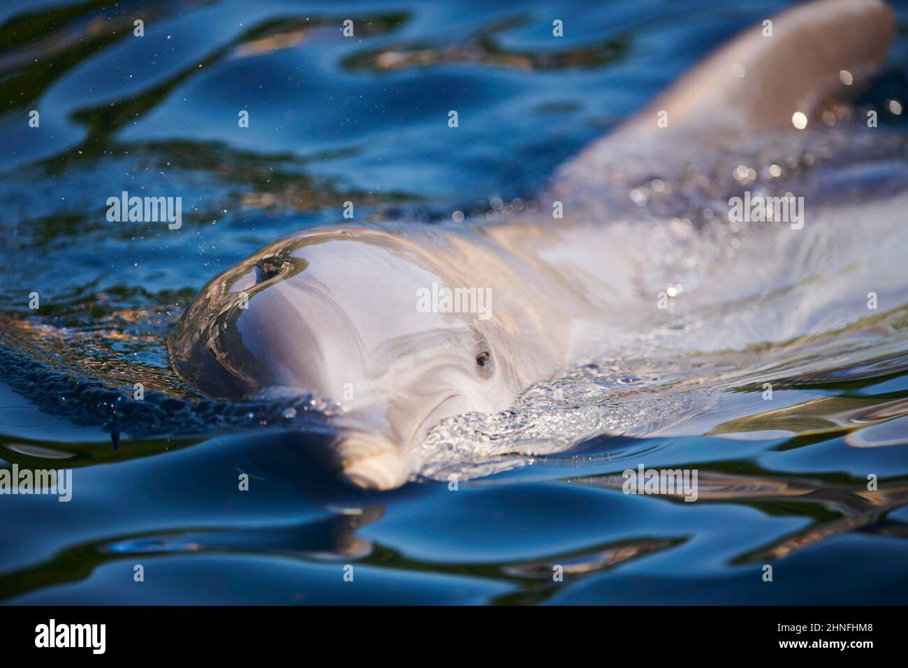 Common bottlenose dolphin (Tursiops truncatus) or Atlantic bottlenose ...