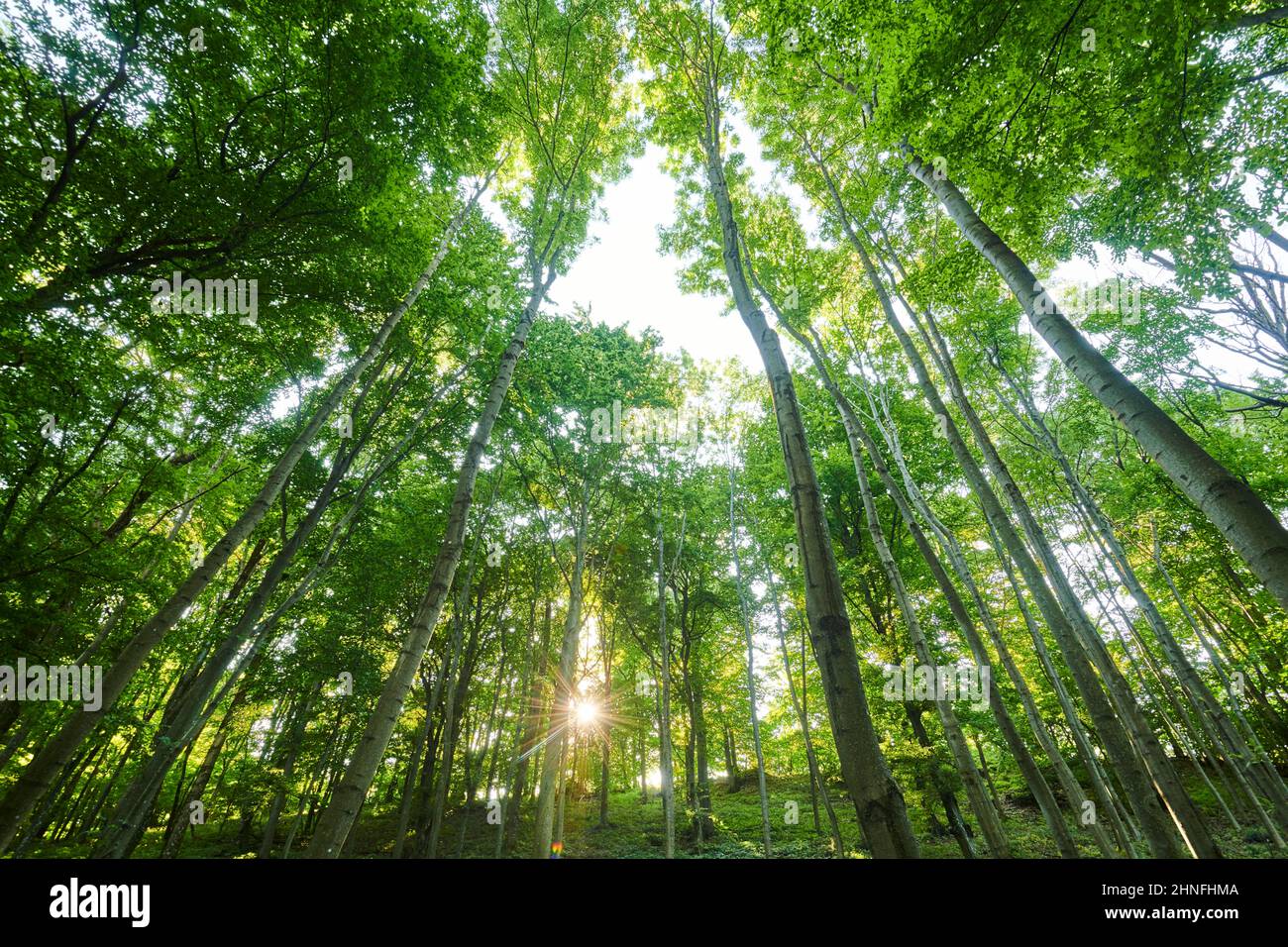 Summer landscape deciduous forest hi-res stock photography and images ...