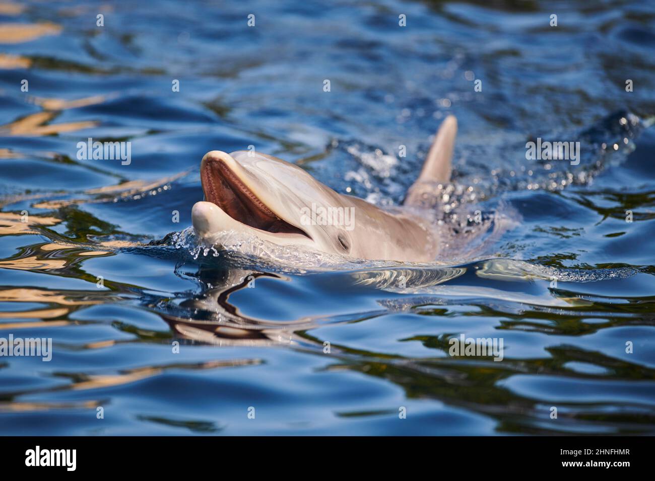 Common bottlenose dolphin (Tursiops truncatus) or Atlantic bottlenose ...