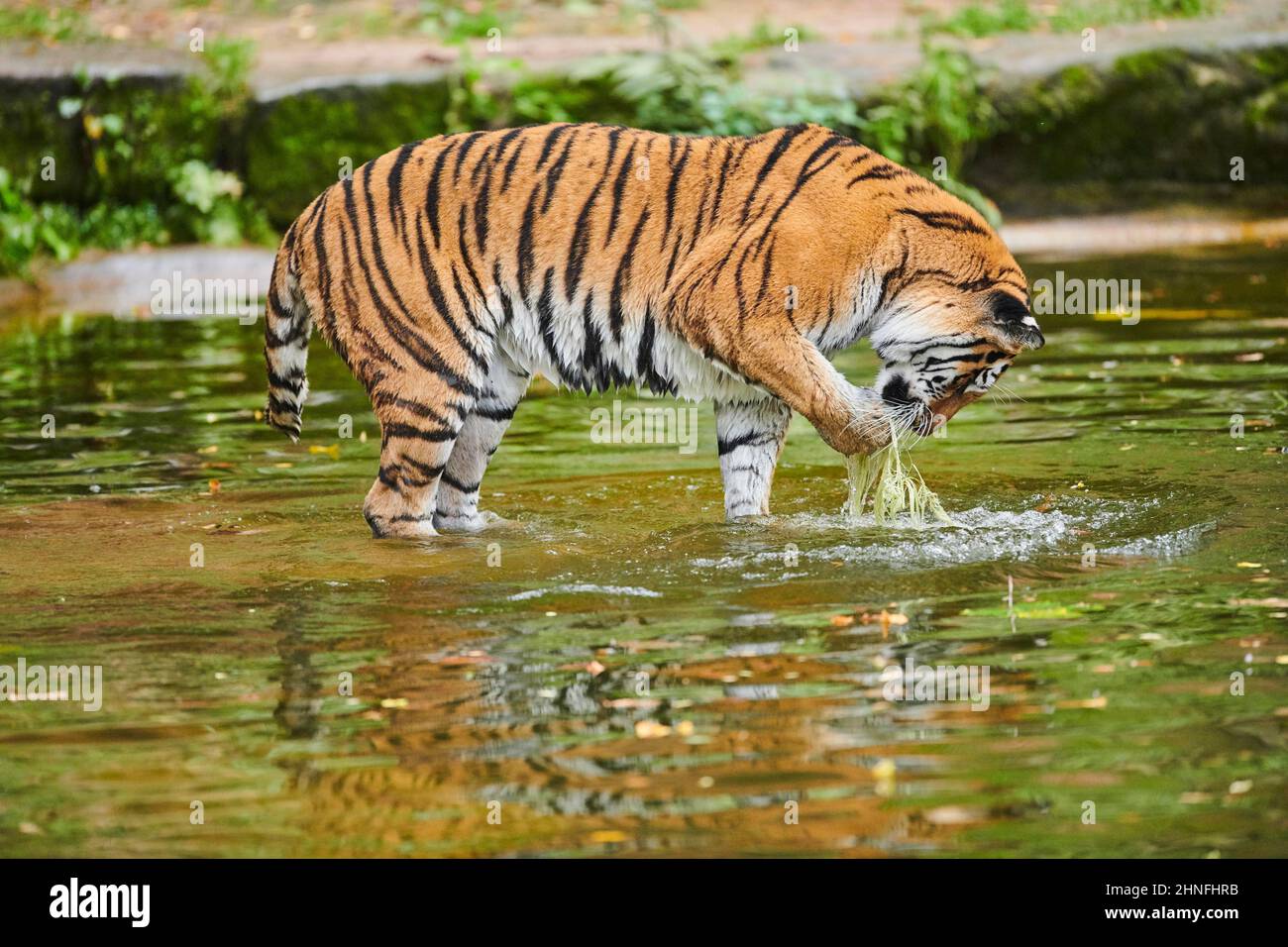 Siberian tiger (Panthera tigris altaica), cat, captive, Germany Stock ... Siberian tiger (Panthera tigris altaica), cat, captive, Germany Stock ...