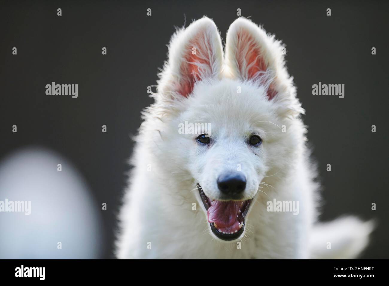White Swiss Shepherd Dog (Berger Blanc Suisse) puppy, Bavaria, Germany ...