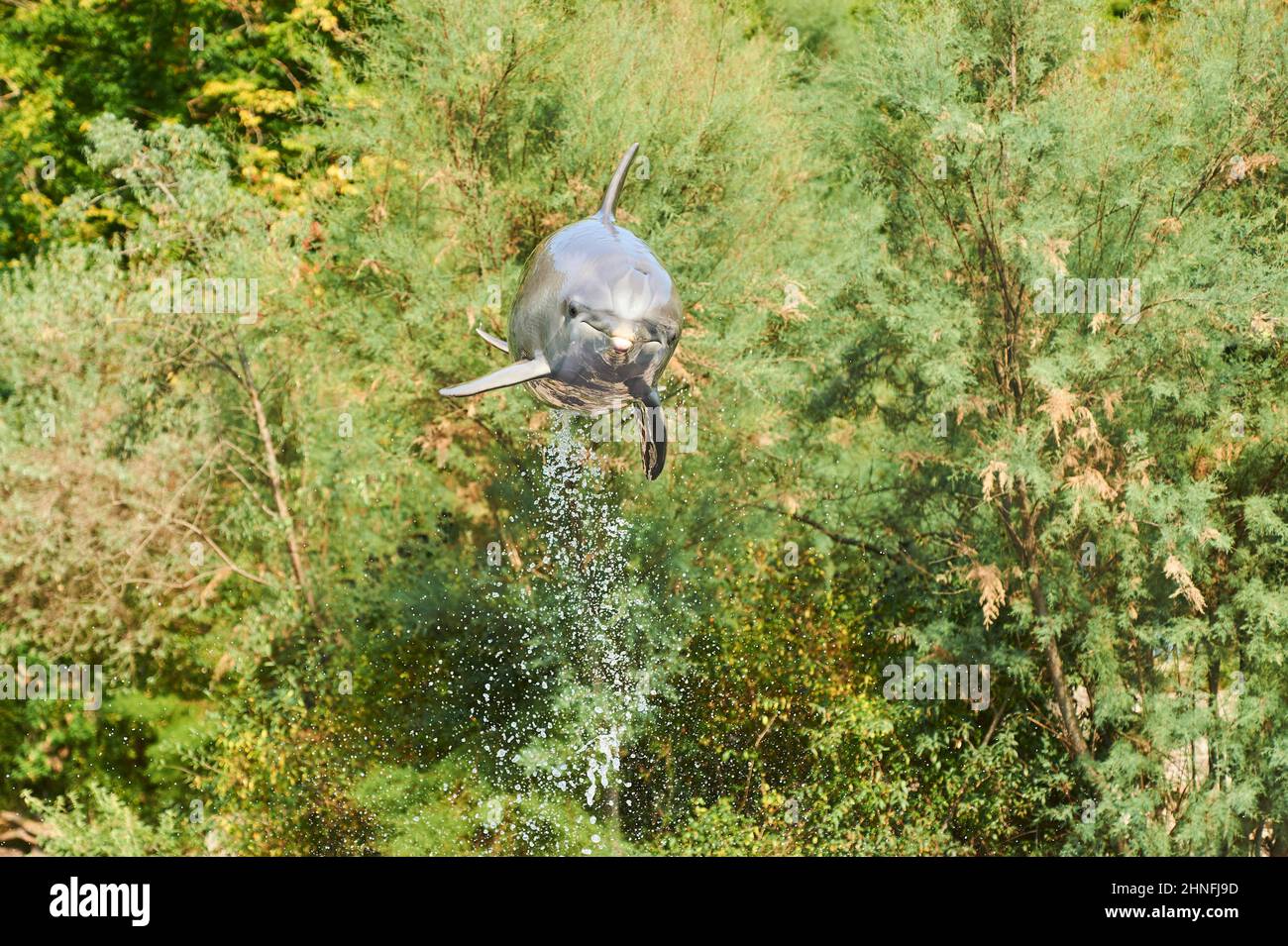 Common bottlenose dolphin (Tursiops truncatus) or Atlantic bottlenose ...
