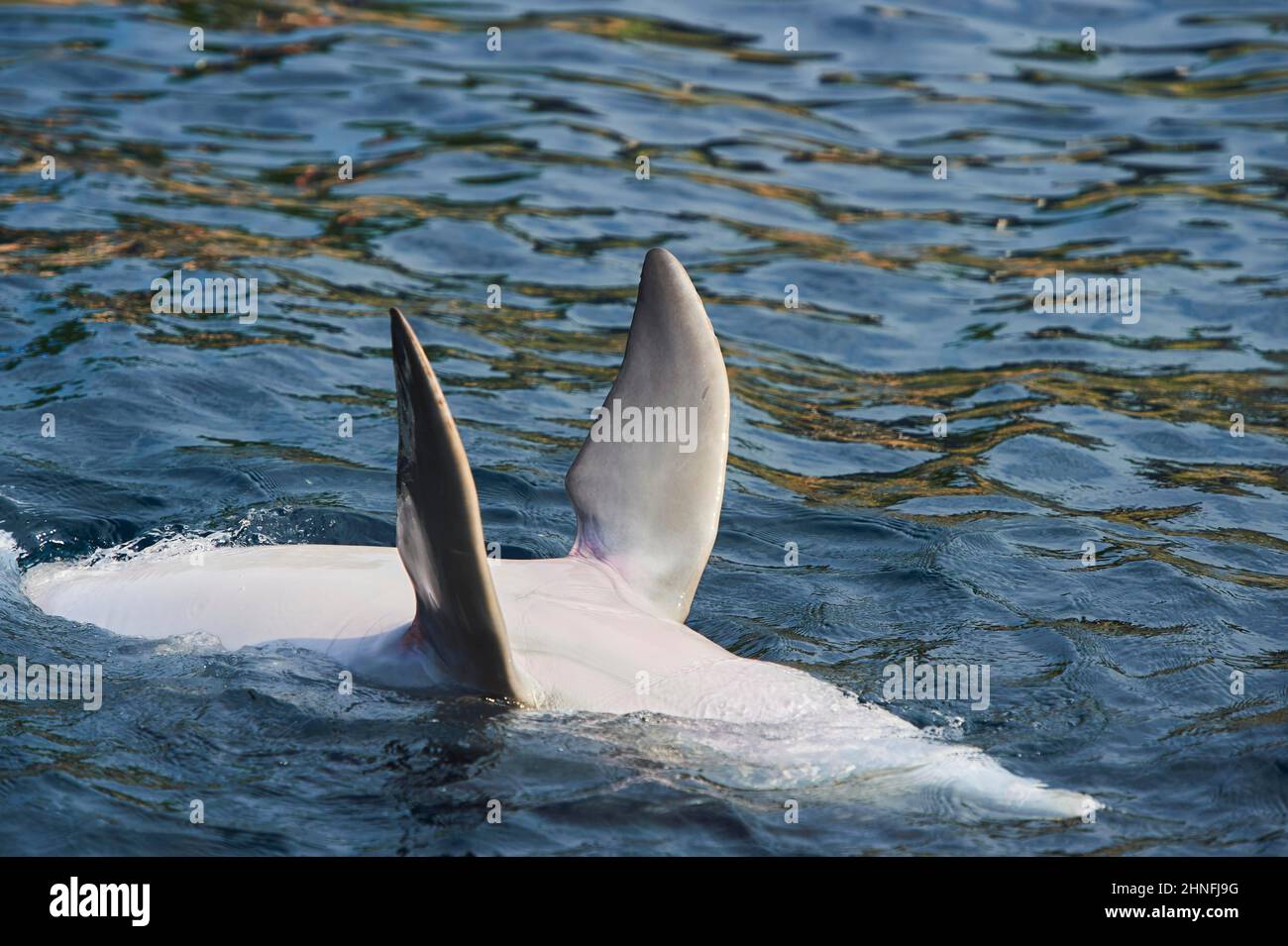 Common bottlenose dolphin (Tursiops truncatus) or Atlantic bottlenose ...