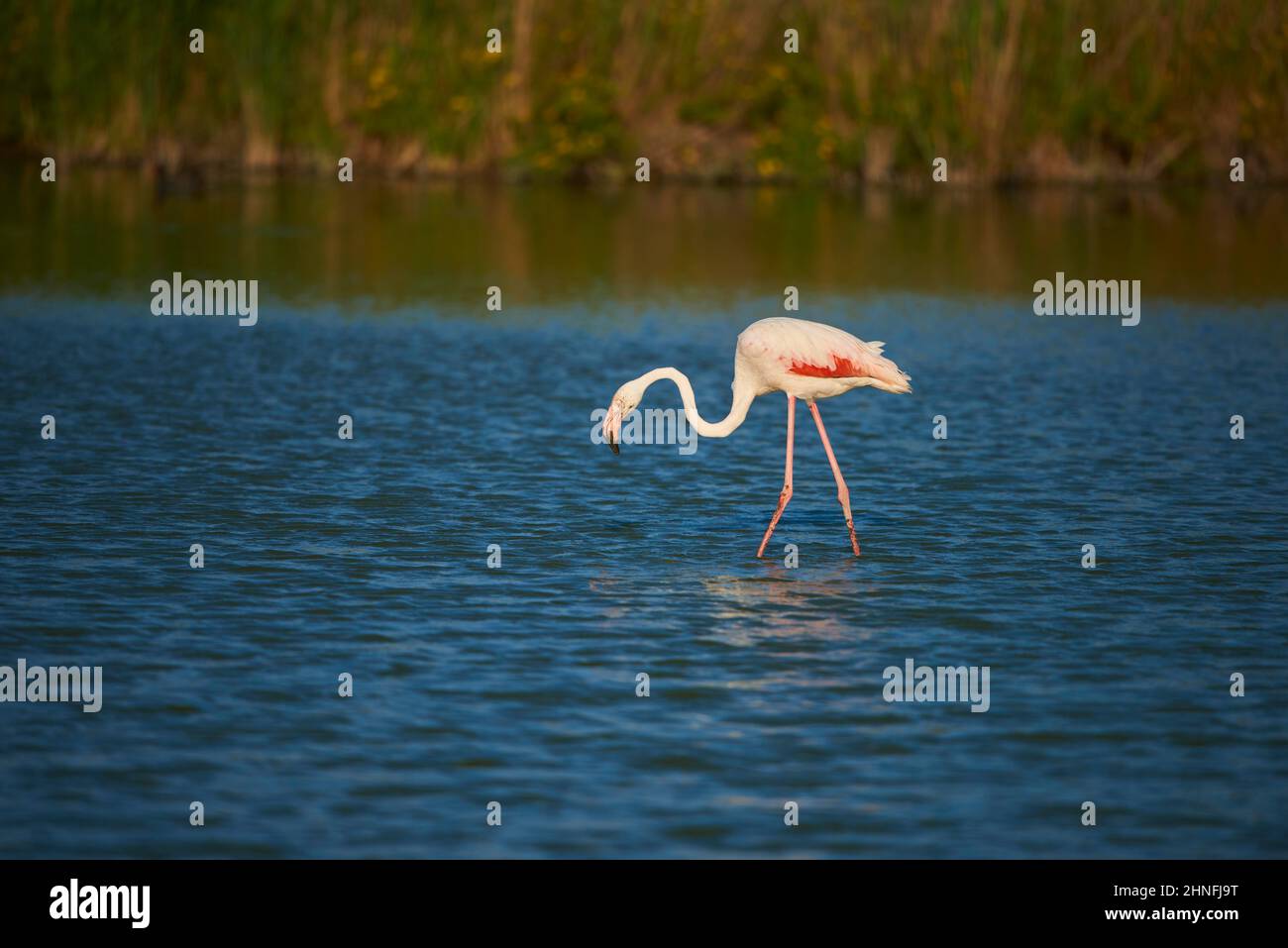 Greater Flamingo (Phoenicopterus roseus), walking in the water, Parc ...