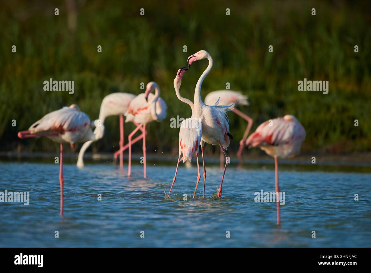 Greater Flamingo (Phoenicopterus roseus), arguing with each other, Parc ...