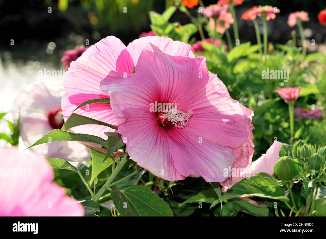 Florence plant hi-res stock photography and images - Alamy