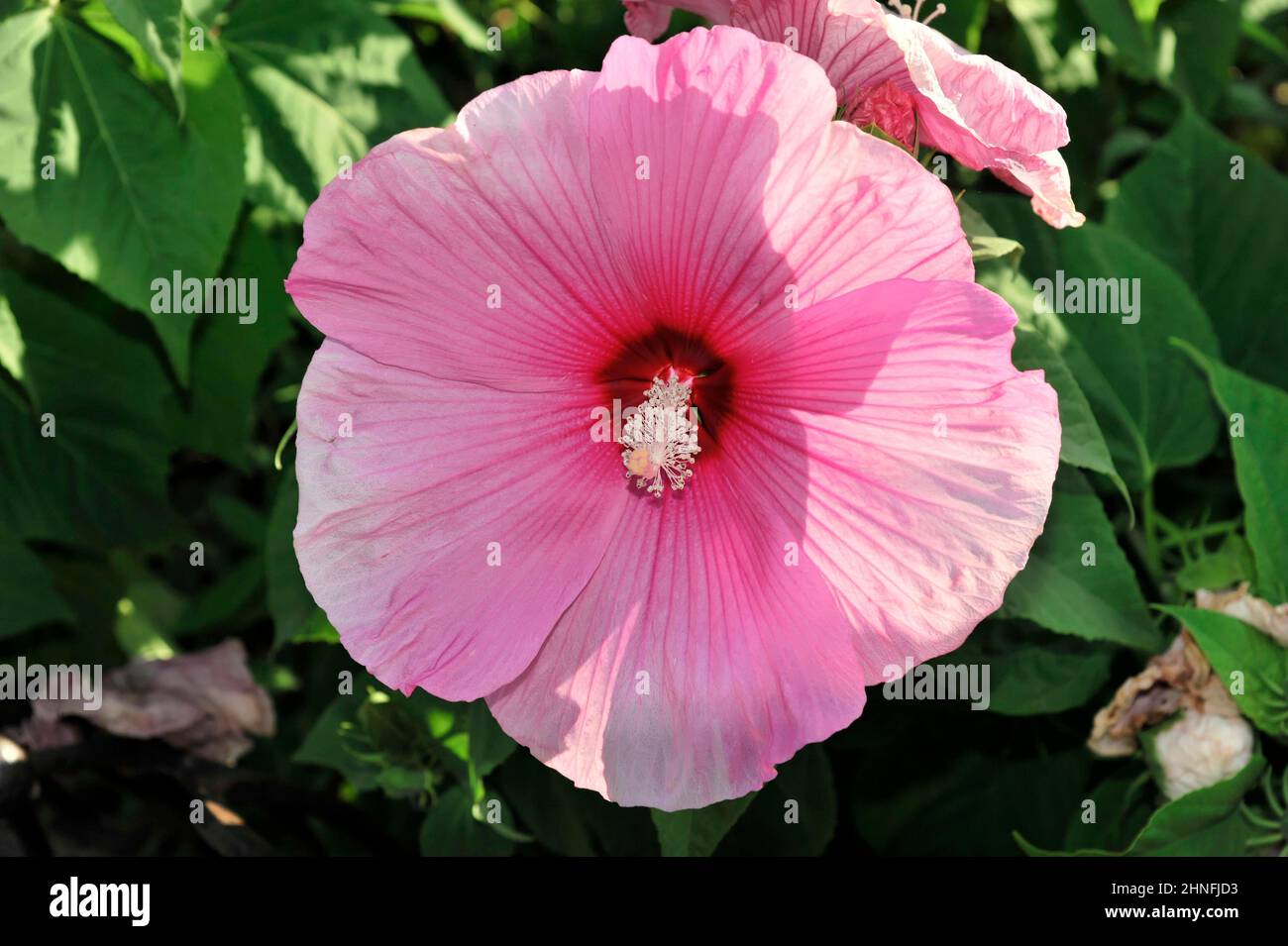 Florence plant hi-res stock photography and images - Alamy