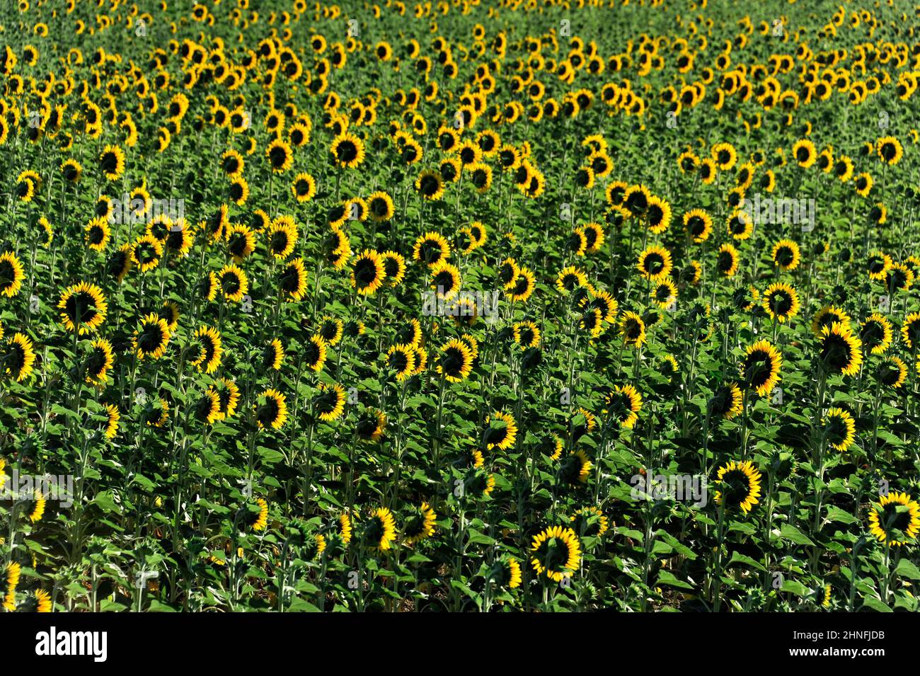 Sunflower field, sunflowers (Helianthus annuus), landscape south of ...