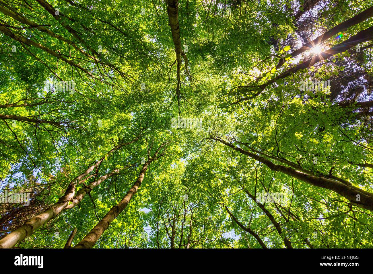 Crowns of trees in a green color Stock Photo - Alamy