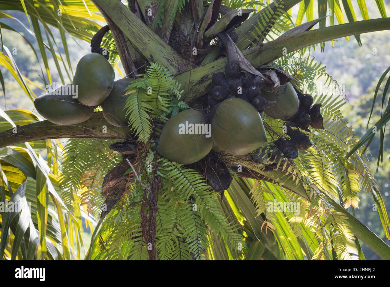 Seychelles Palm, Coco de maldive coconut (Lodoicea maldivica), Mahe ...