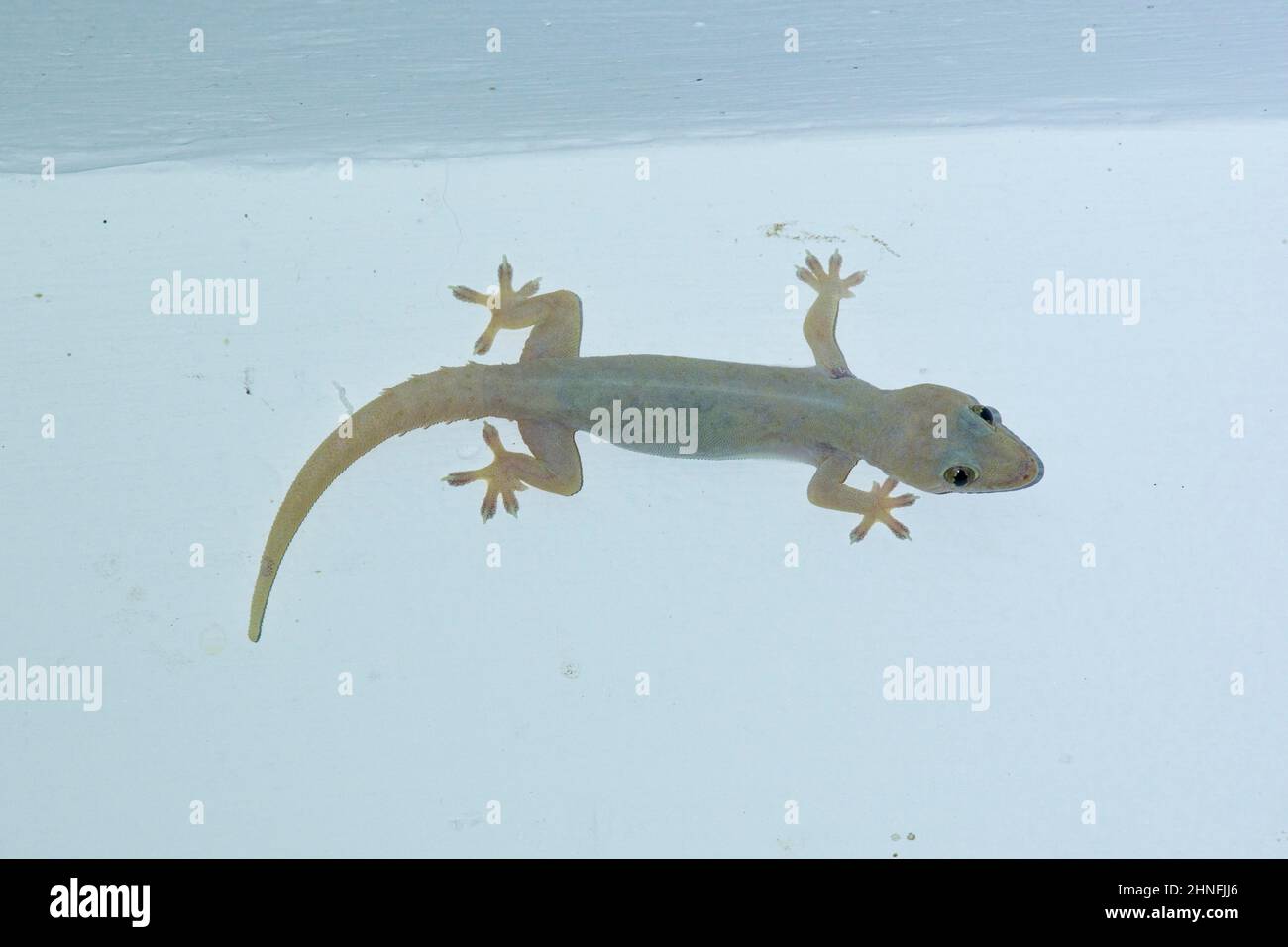 Night gecko (Hemidactylus bambouia), Mahe, Seychelles Stock Photo - Alamy
