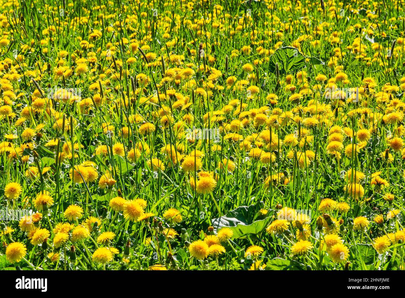 Full dandelions hi-res stock photography and images - Alamy