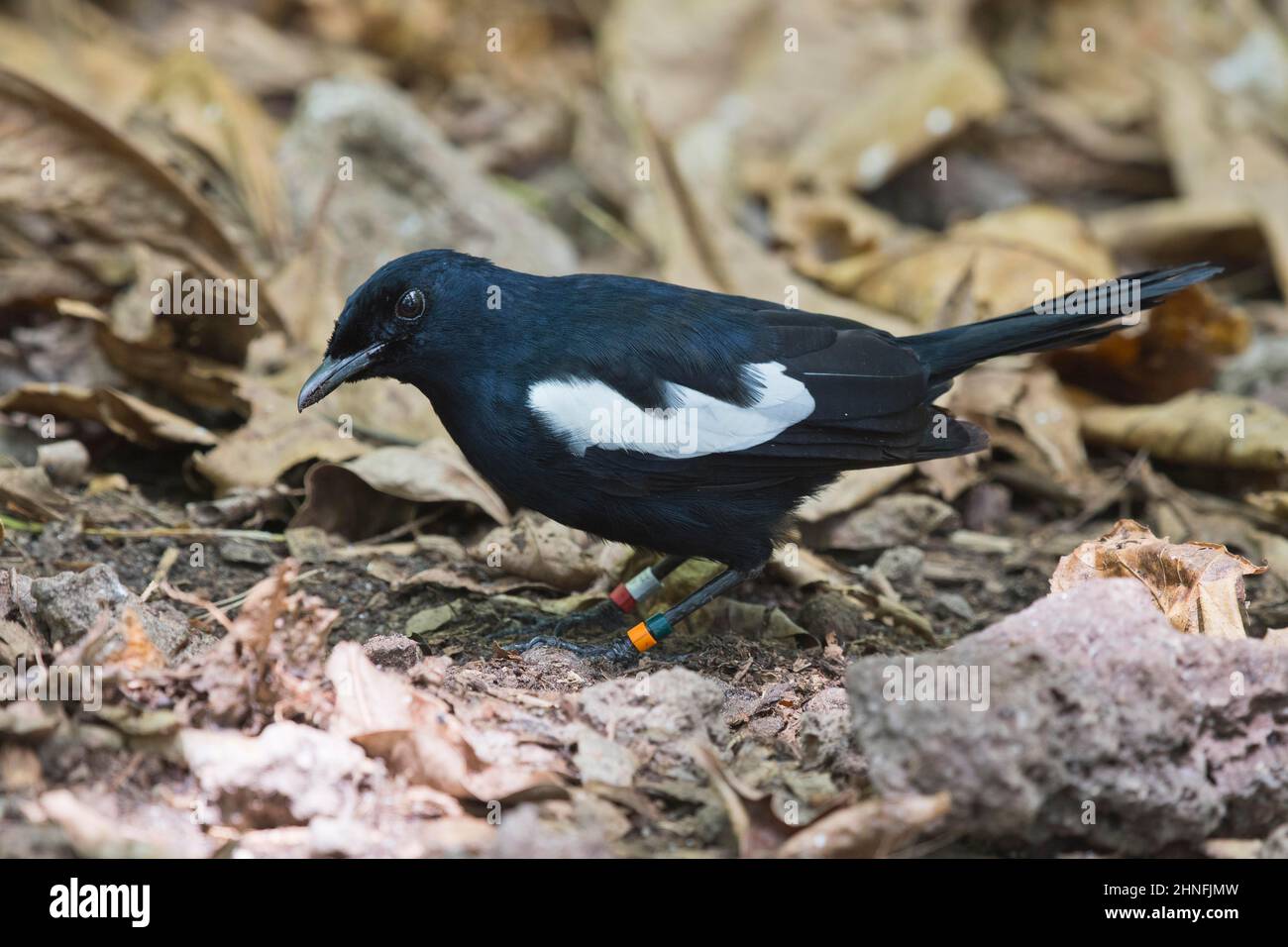 Seychelles magpie (Copsychus sechellarum), very rare endemic bird ...
