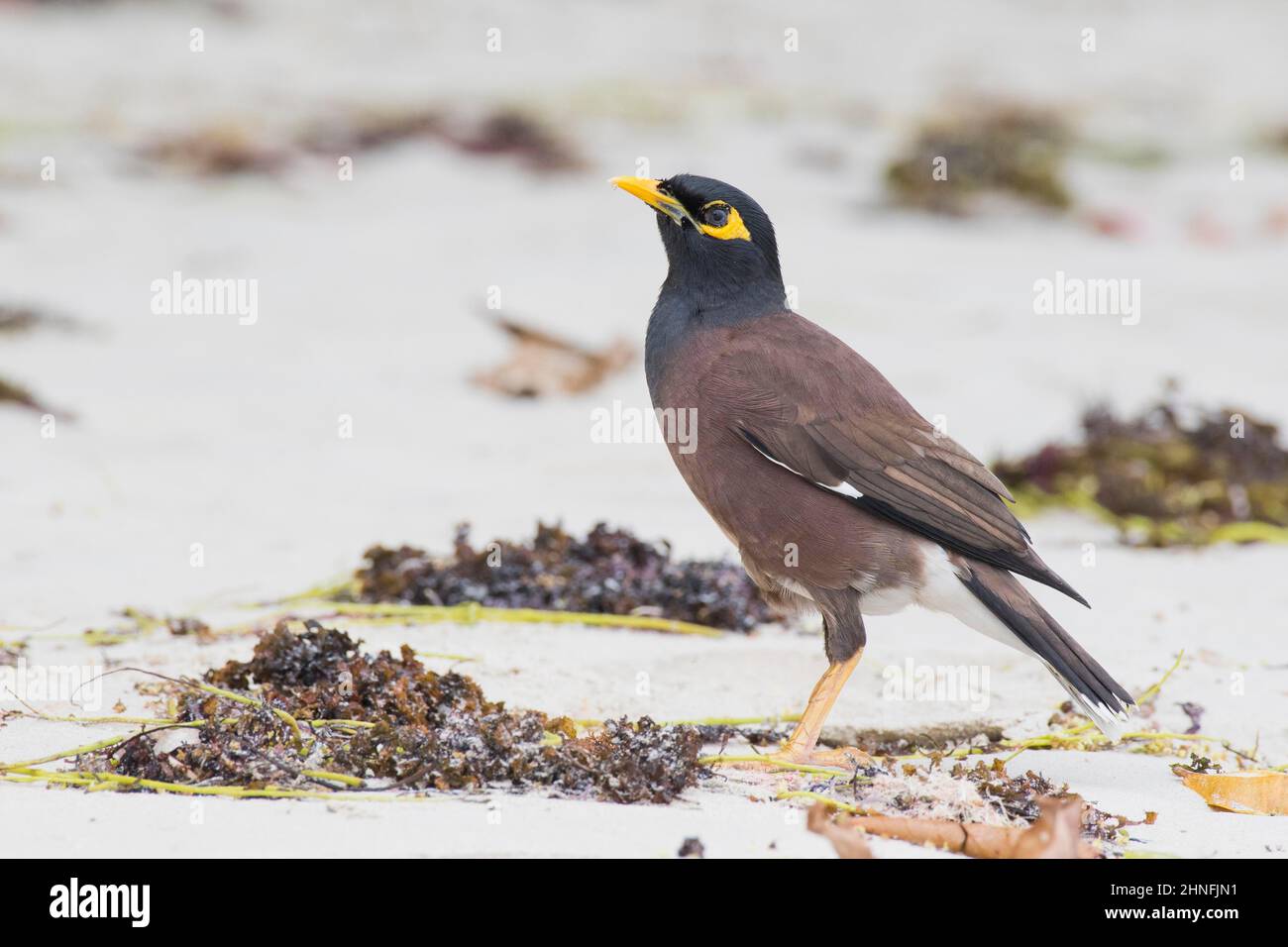 Common myna (Acridotheres tristis), Mahe, Seychelles Stock Photo - Alamy