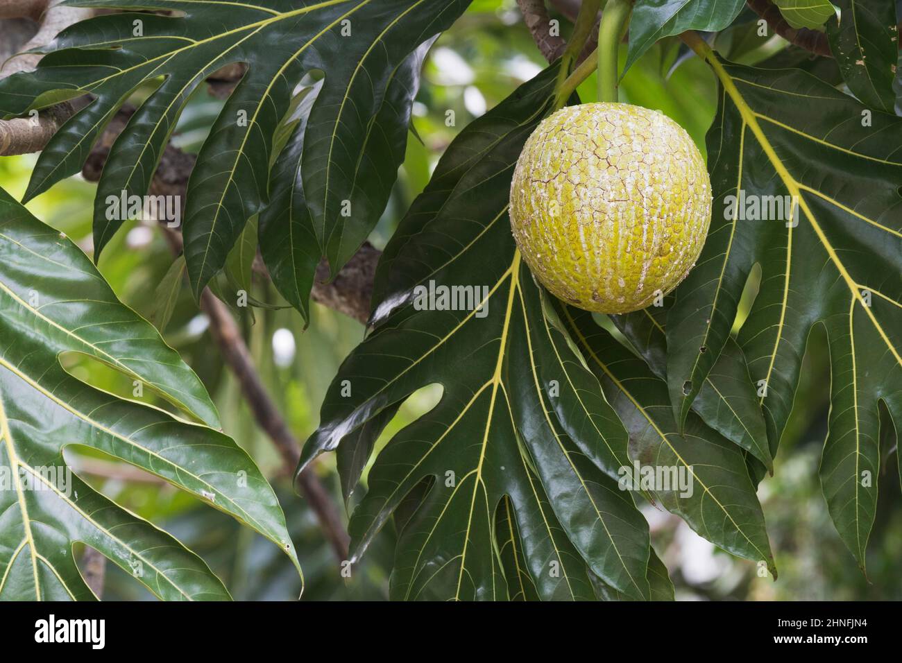 Breadfruit Tree Roots